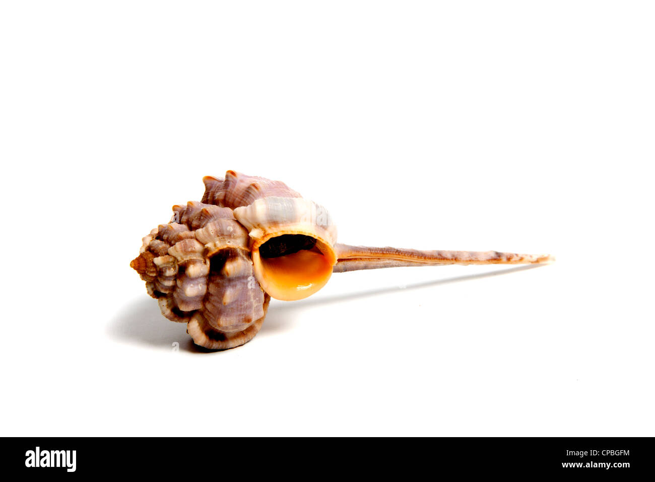Marine sea shell in a studio setting against a white background Stock ...