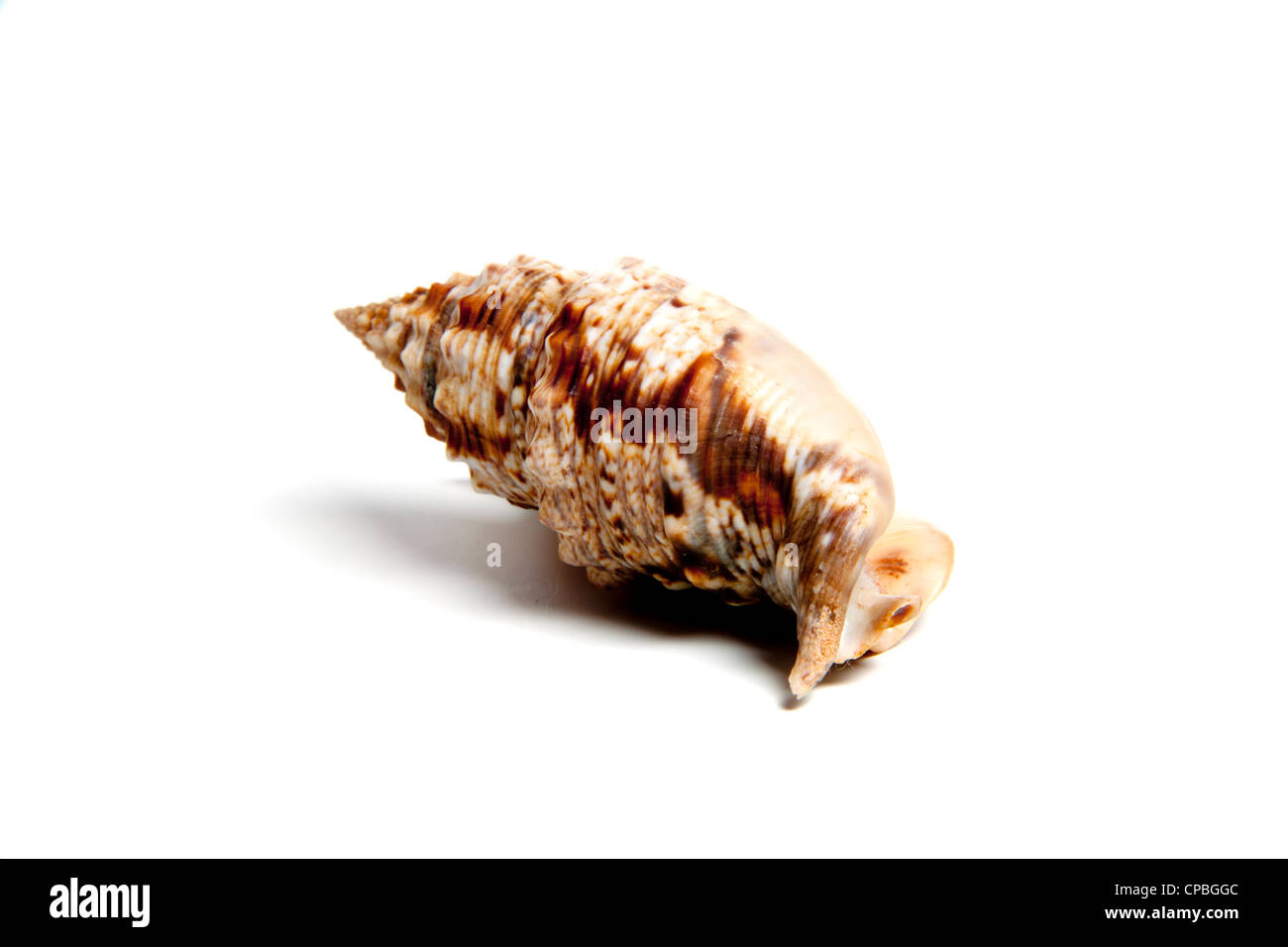 Marine sea shell in a studio setting against a white background Stock ...