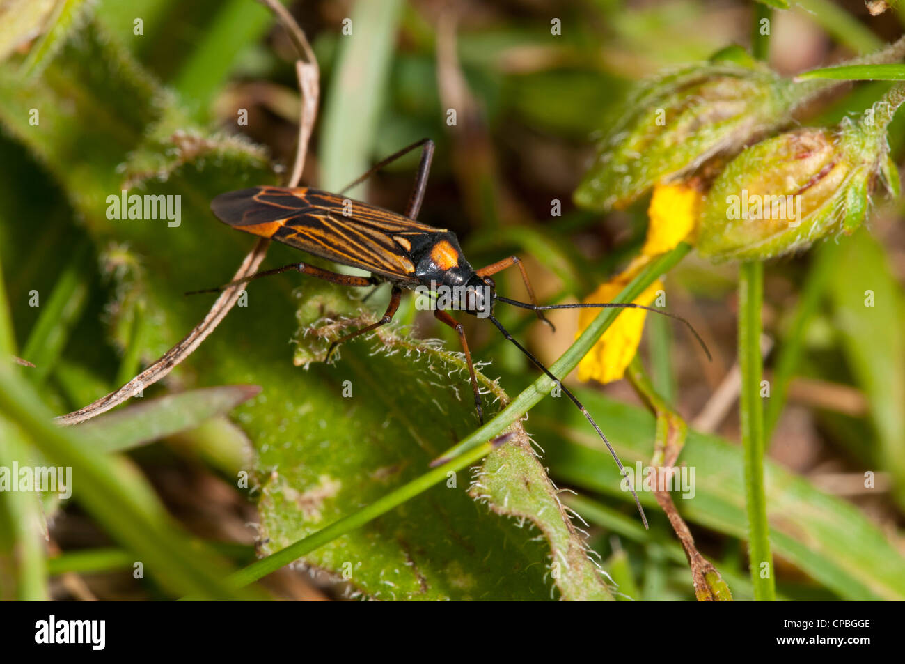 A mirid bug (Miris striatus) in the undergrowth at Downe Bank Nature ...