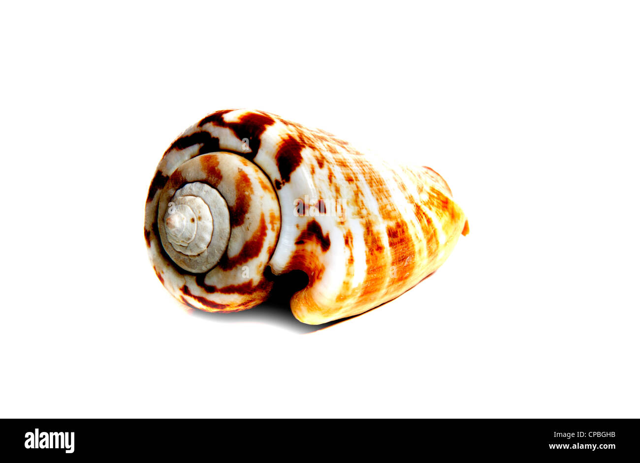 Marine sea shell in a studio setting against a white background Stock ...