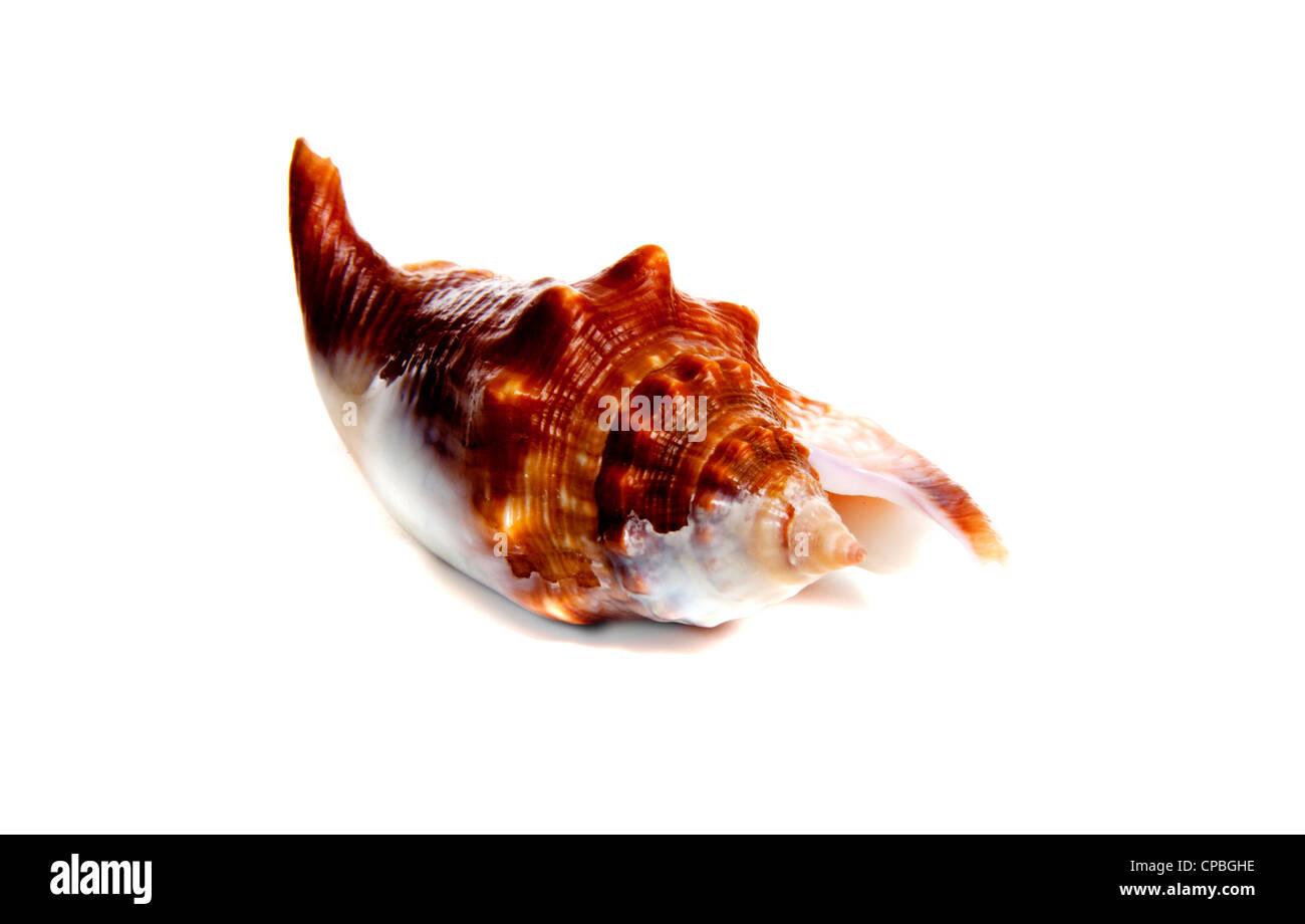 Marine sea shell in a studio setting against a white background Stock ...