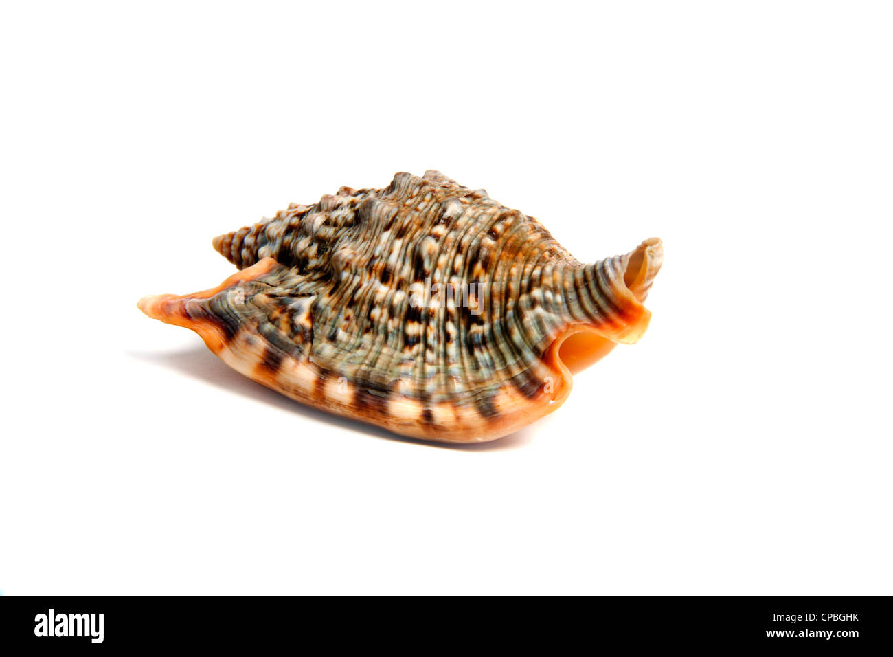 Marine sea shell in a studio setting against a white background Stock ...