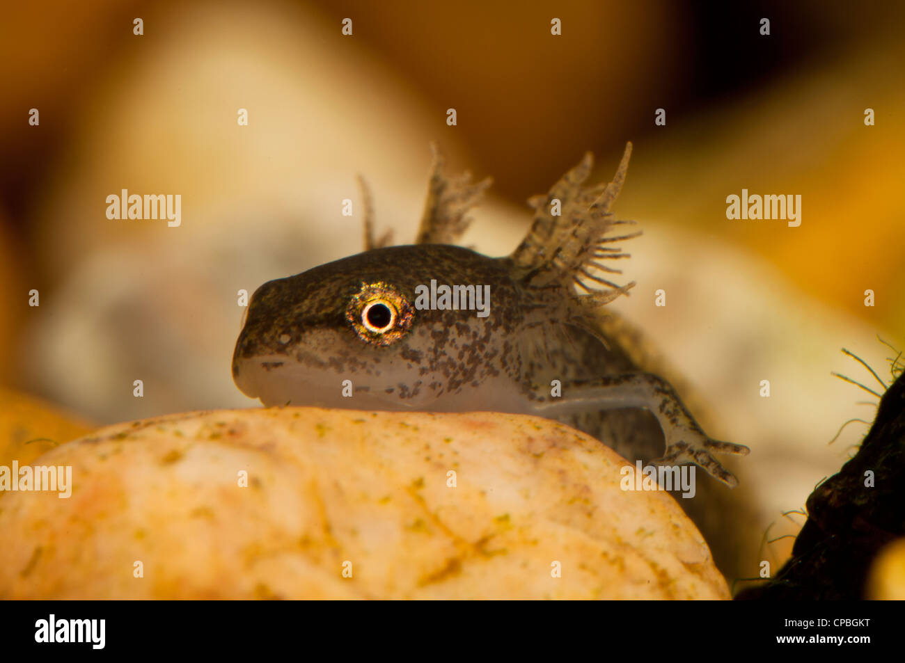 A close up on the head of a palmate newt (Lissotriton helveticus) larva ...