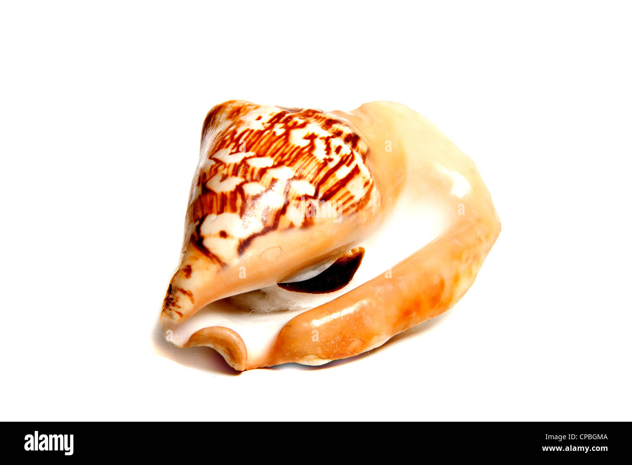 Marine sea shell in a studio setting against a white background Stock ...