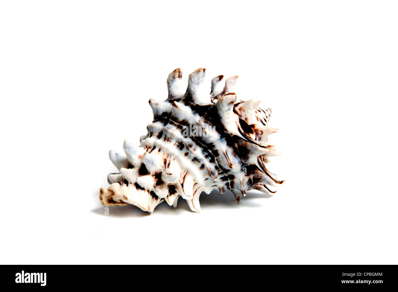 Marine sea shell in a studio setting against a white background Stock ...