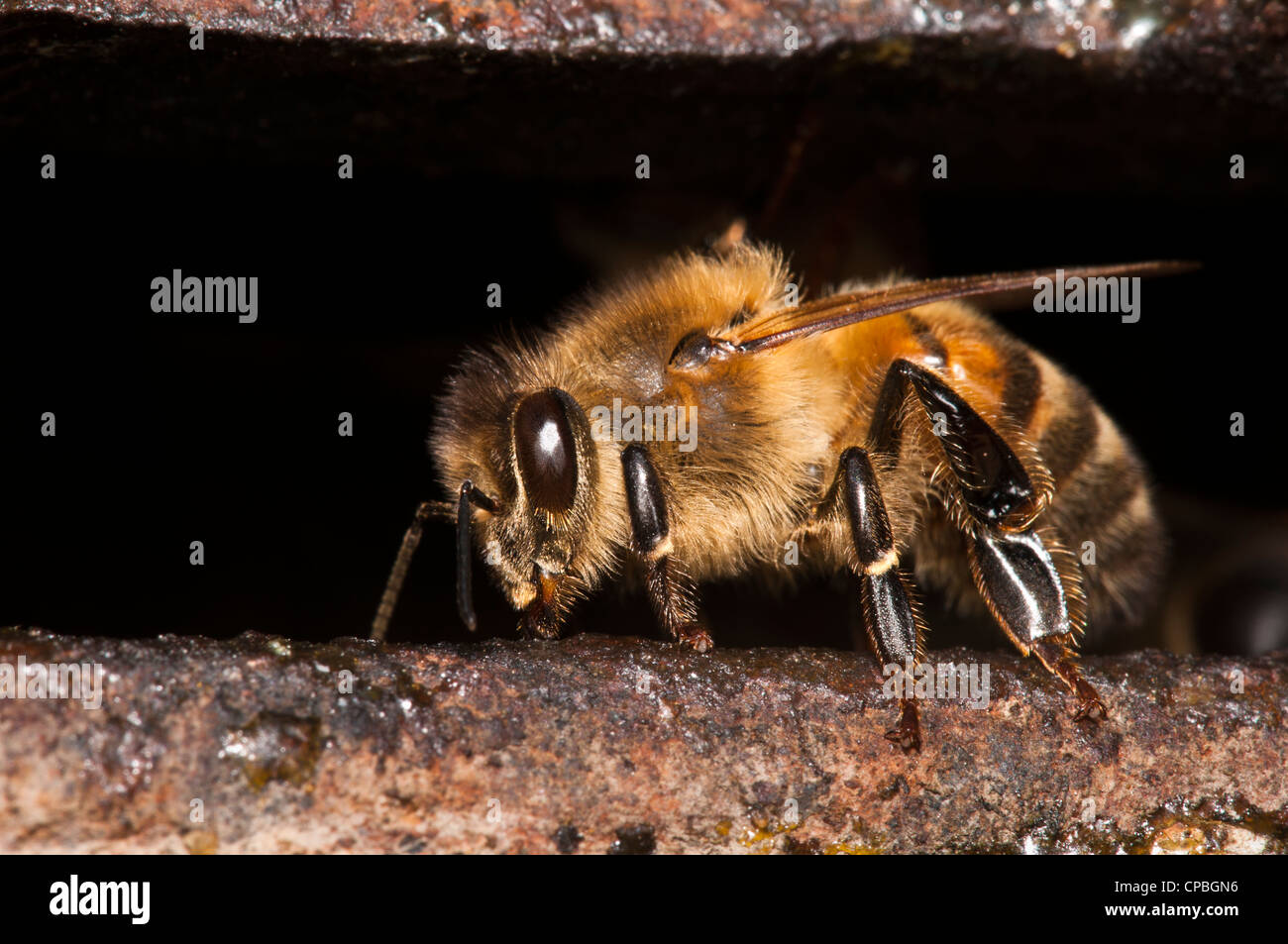 A guard honeybee (Apis mellifera) guarding the entrance to the nest ...