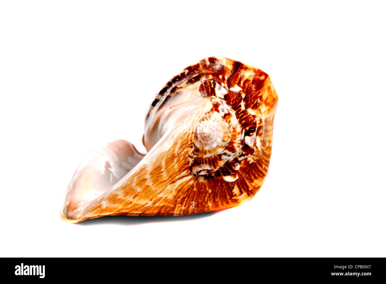 Marine sea shell in a studio setting against a white background Stock ...