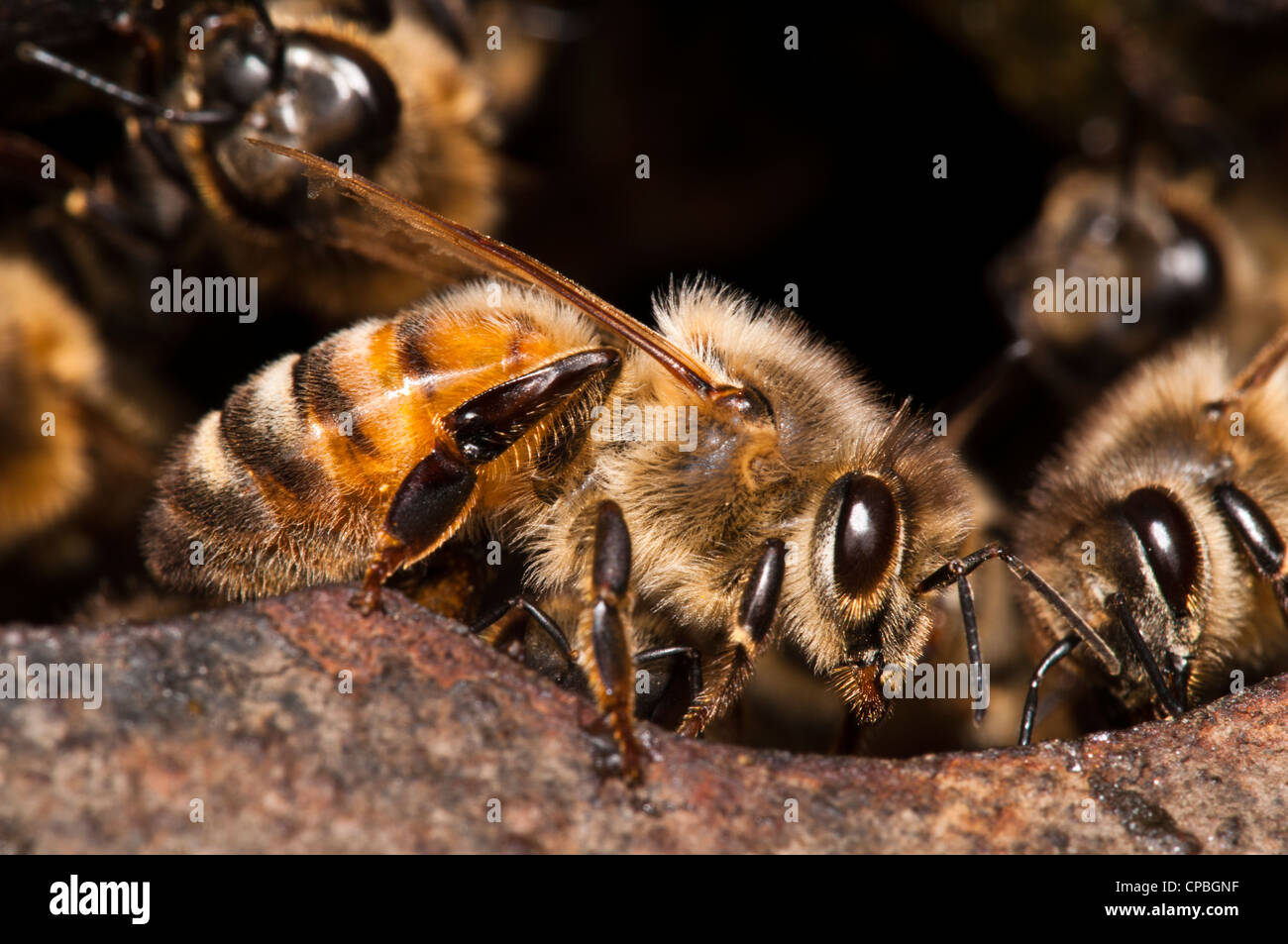 Guard honeybees (Apis mellifera) guarding the entrance to the nest ...