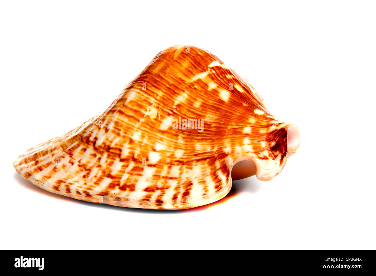 Marine sea shell in a studio setting against a white background Stock ...