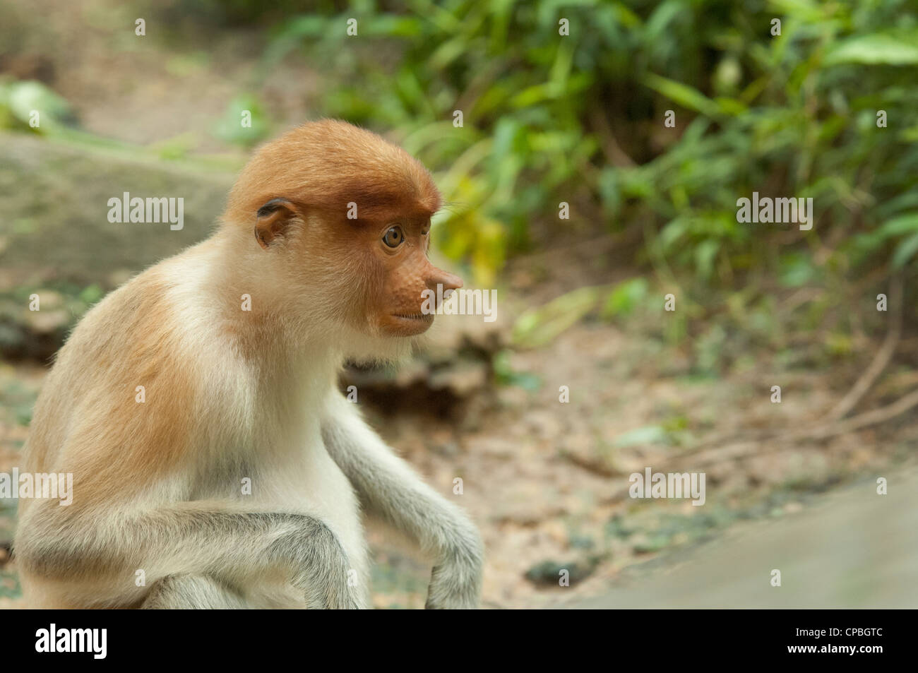 Malaysia, Island of Borneo, Sabah, Kota Kinabalu, Lok Kawi Wildlife ...