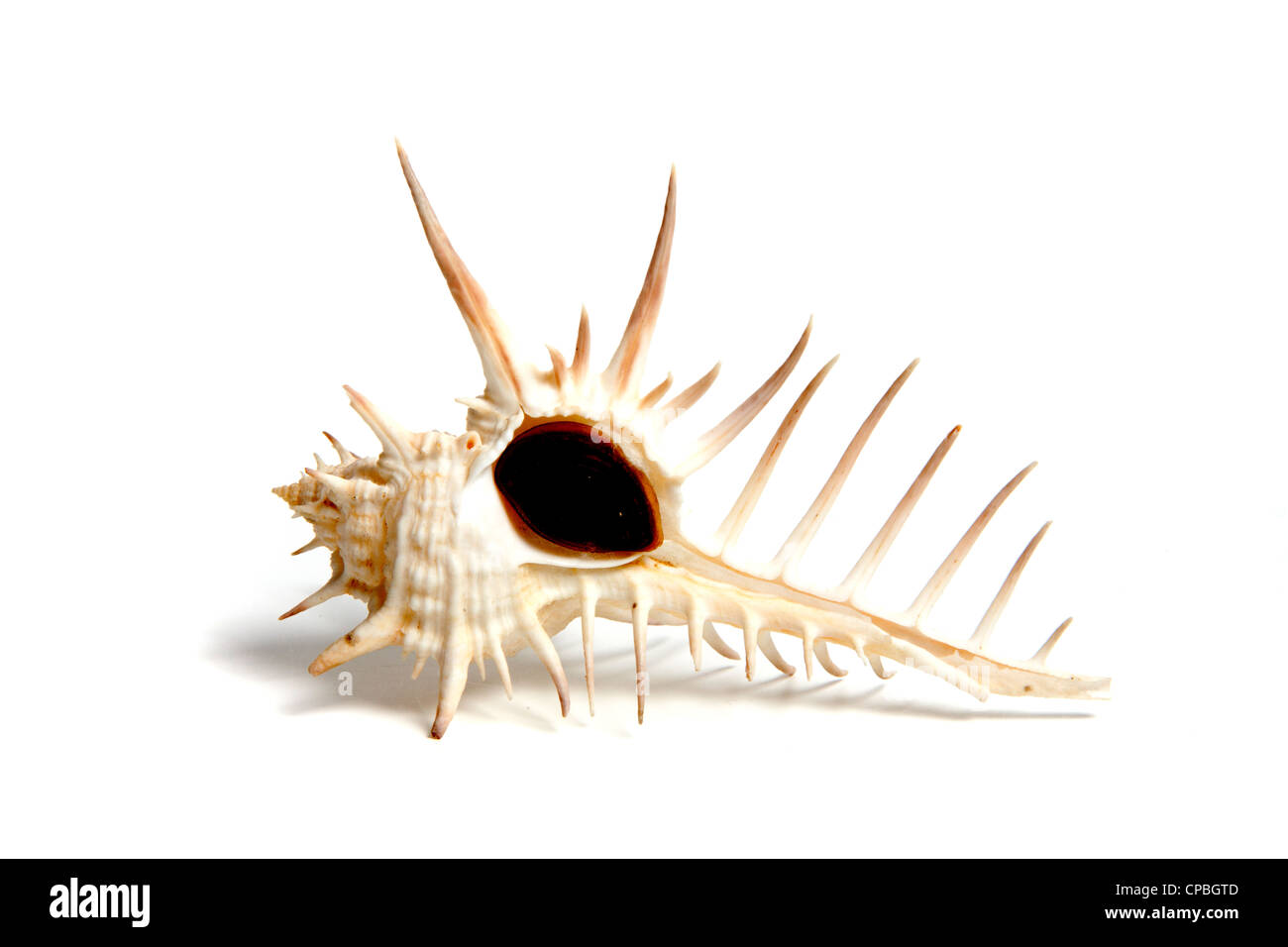 Marine sea shell in a studio setting against a white background Stock ...