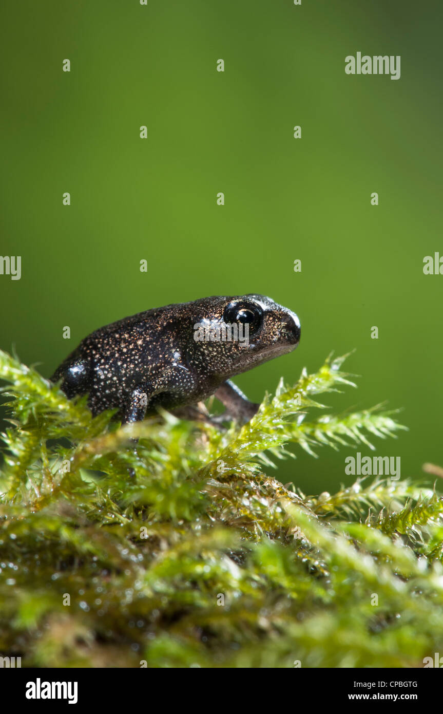 a newly emerged baby common toad (Bufo bufo) climbing over a moss ...