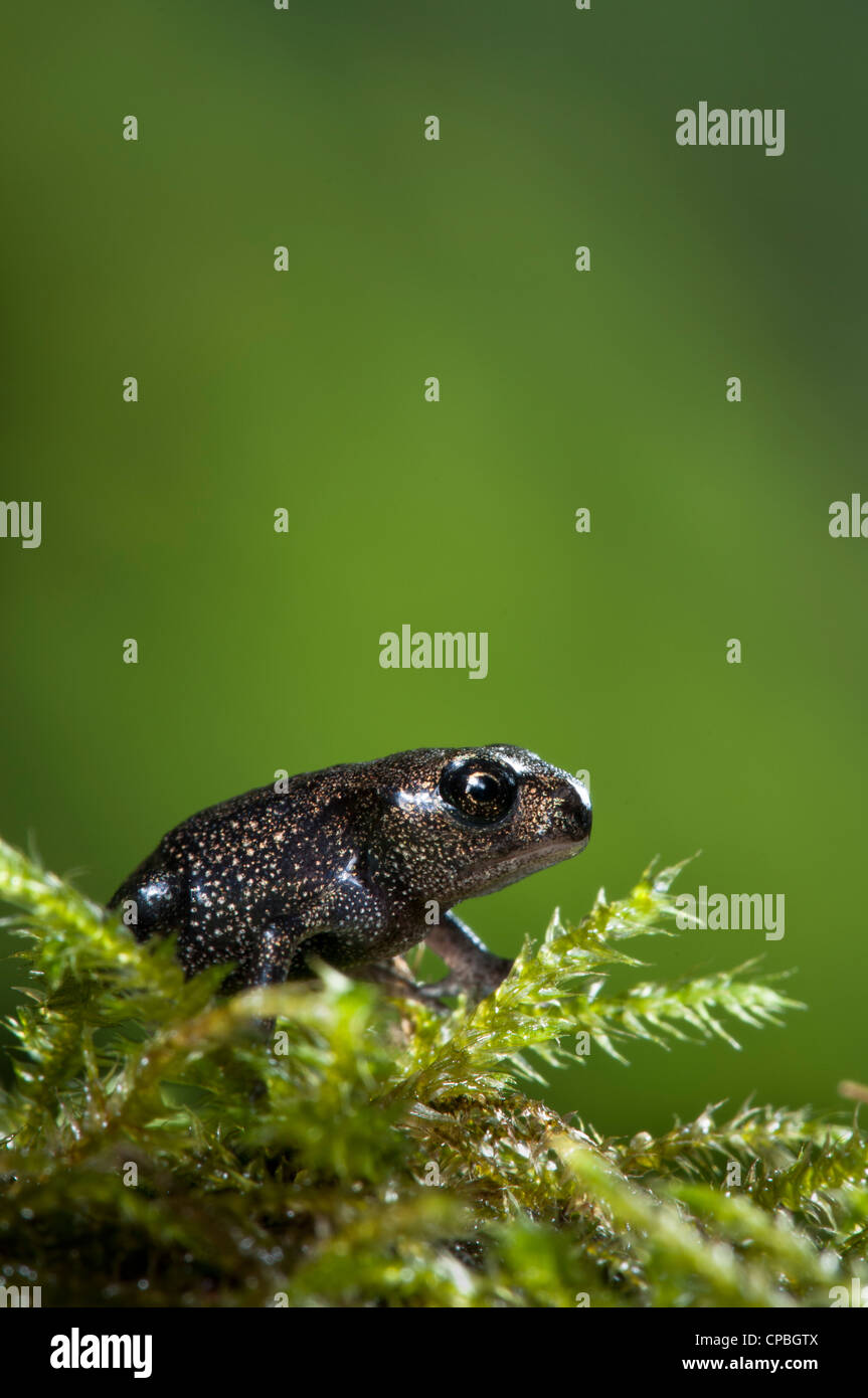 Baby toad hi-res stock photography and images - Alamy