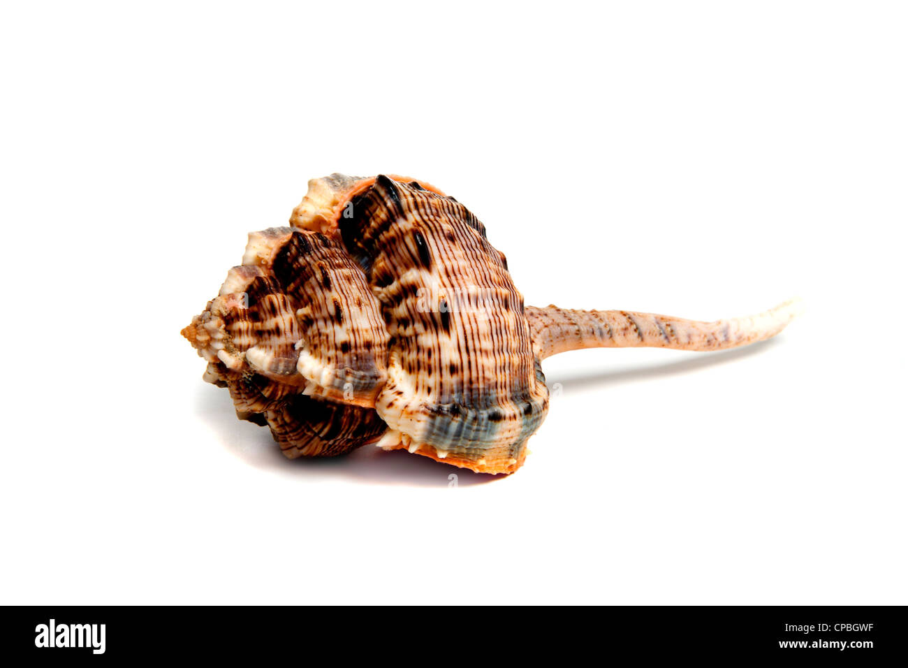 Marine sea shell in a studio setting against a white background Stock ...