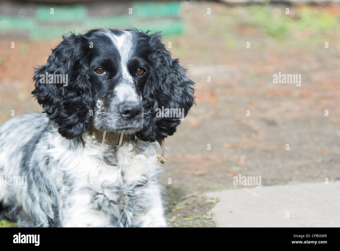 Black white spaniel dog hi-res stock photography and images - Alamy