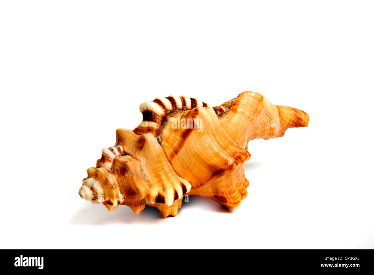 Marine sea shell in a studio setting against a white background Stock ...