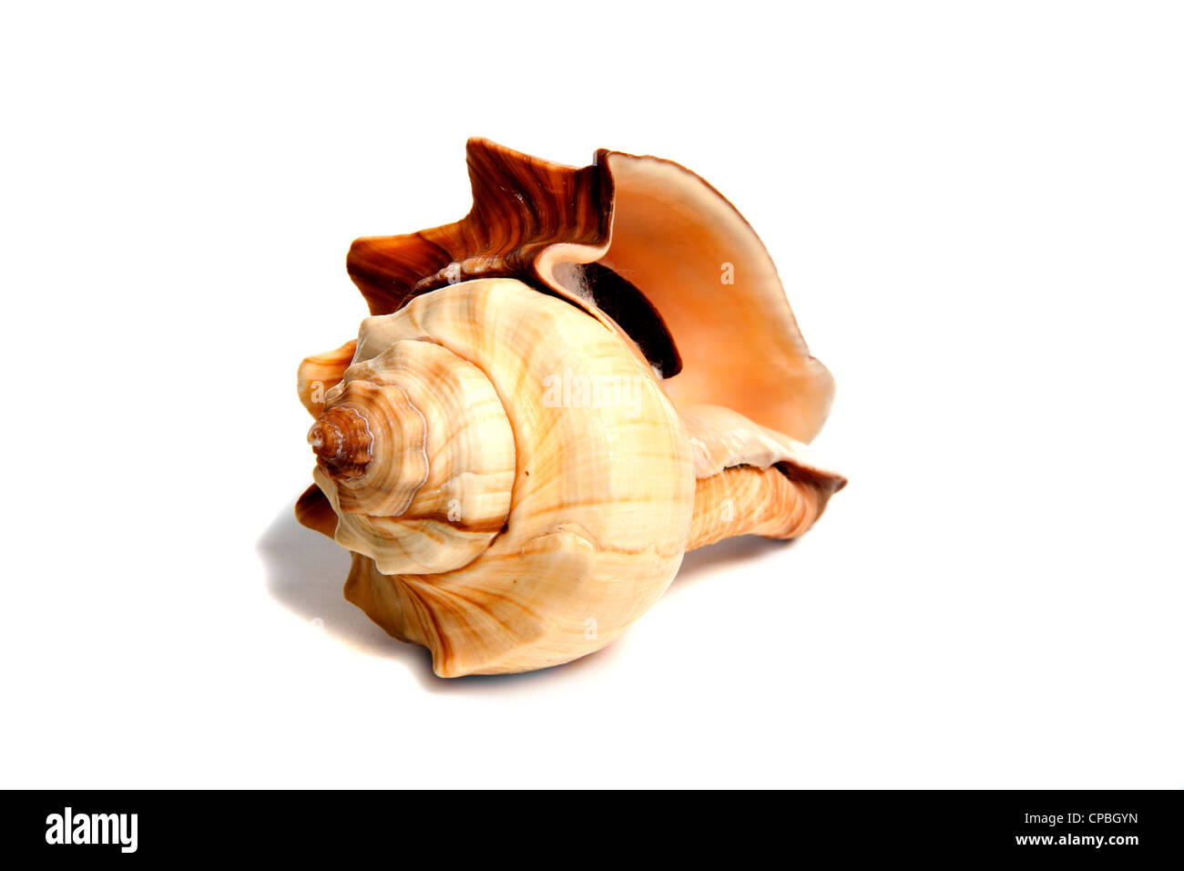 Marine sea shell in a studio setting against a white background Stock ...