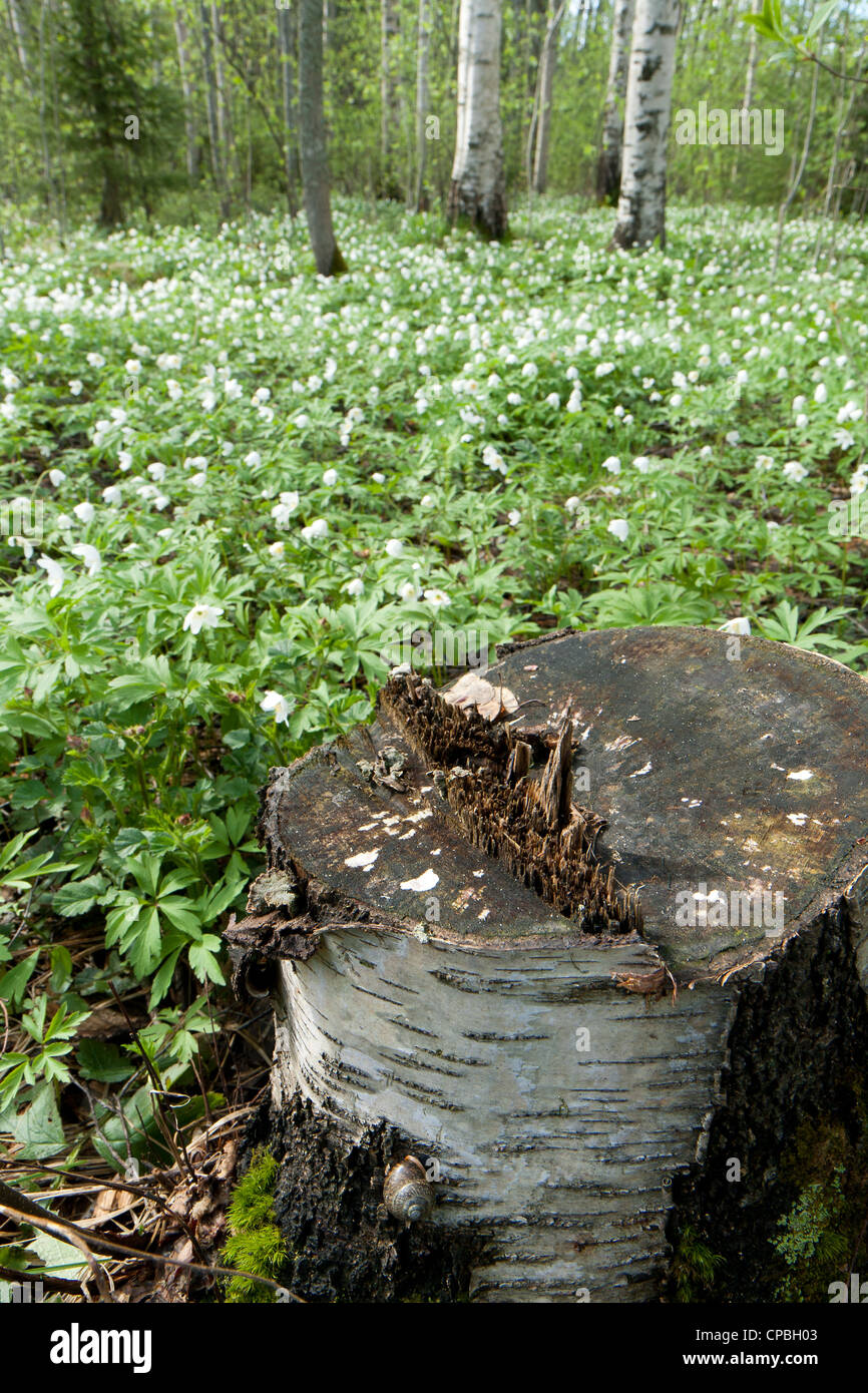 White stub hi-res stock photography and images - Alamy