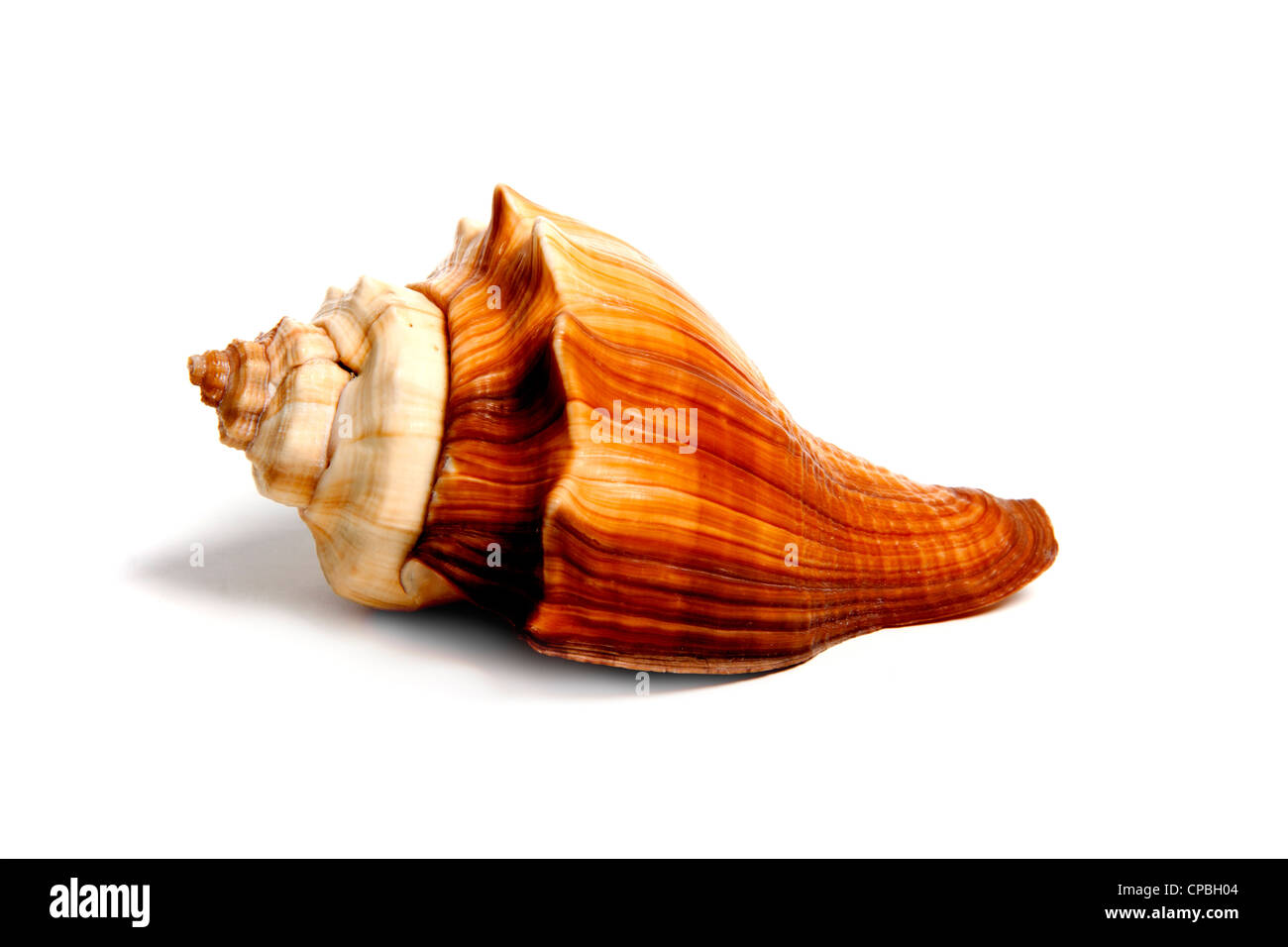 Marine sea shell in a studio setting against a white background Stock ...