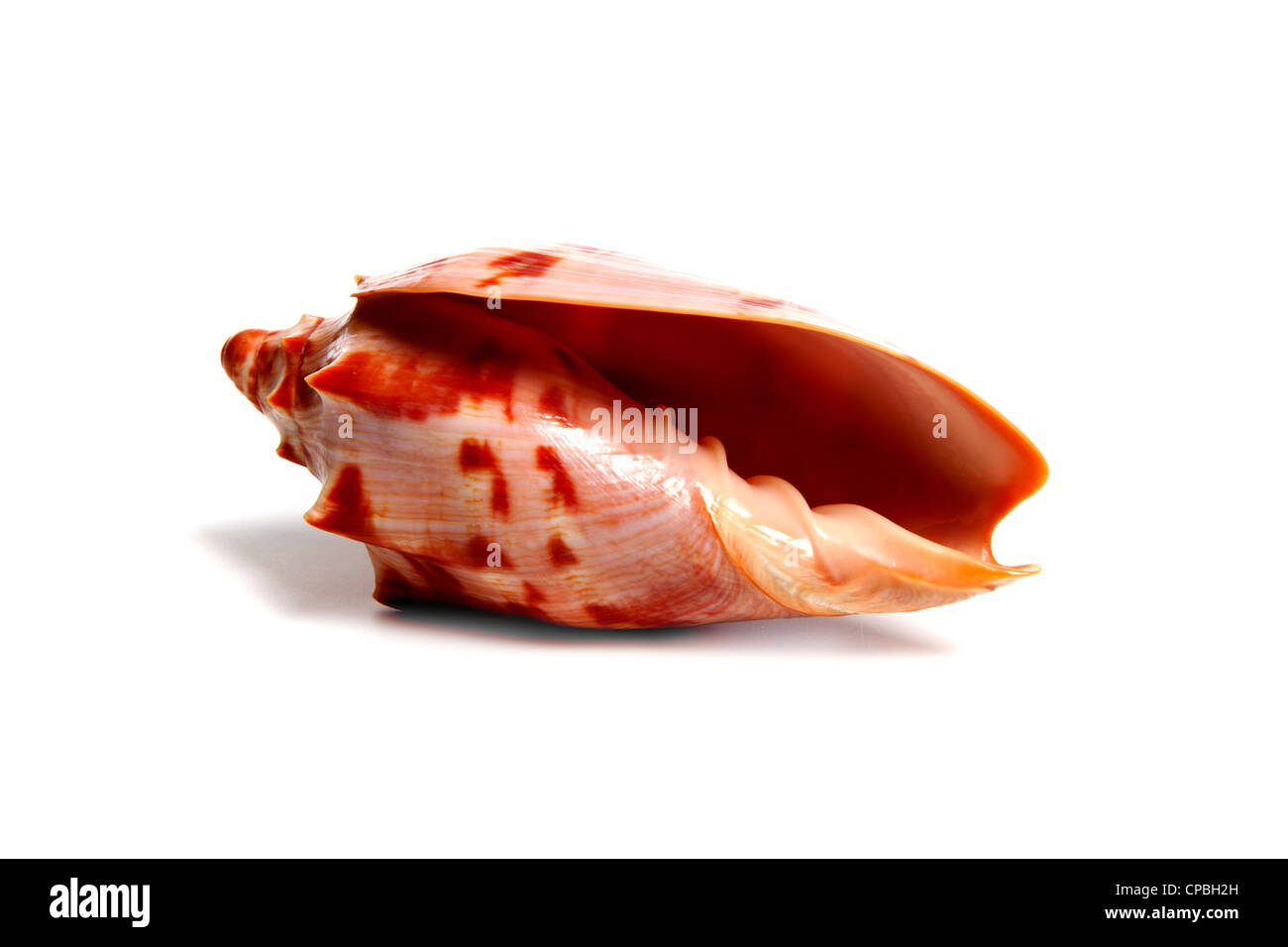 Marine sea shell in a studio setting against a white background Stock ...