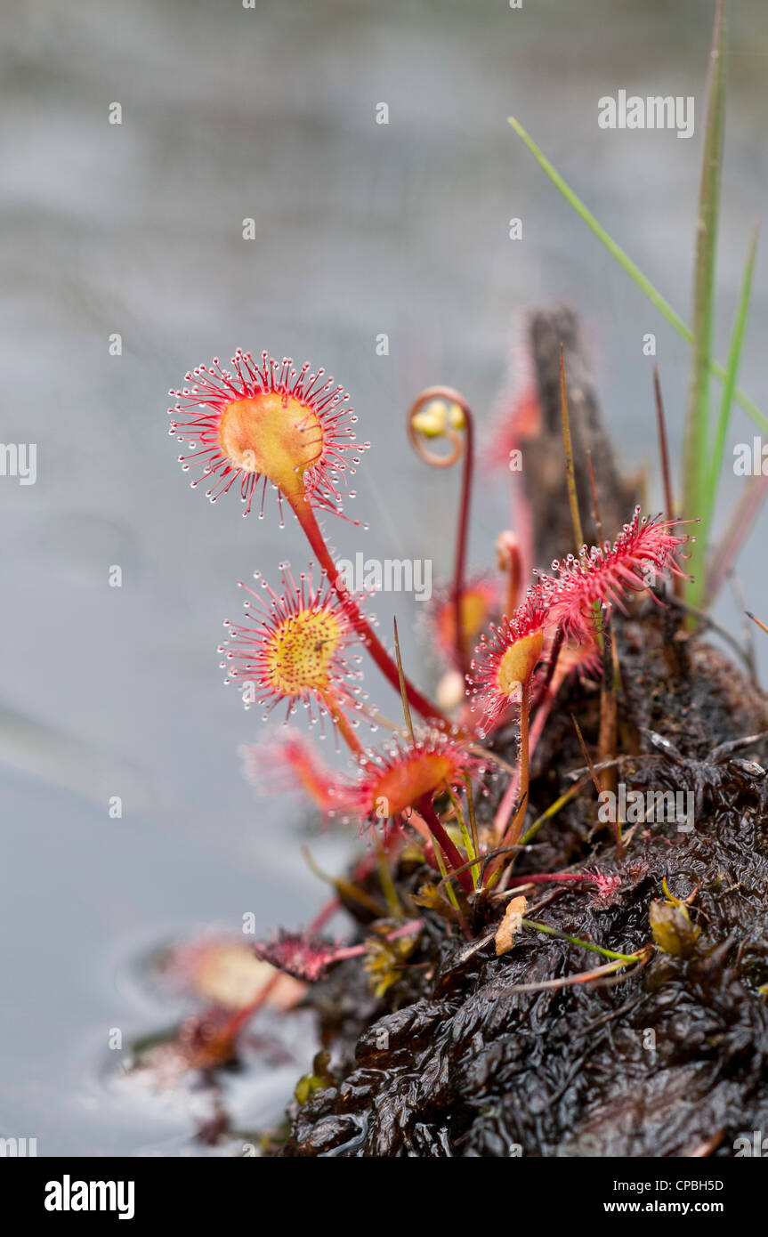 The carnivorous round-leaved sundew (Drosera rotundiflora) growing at ...