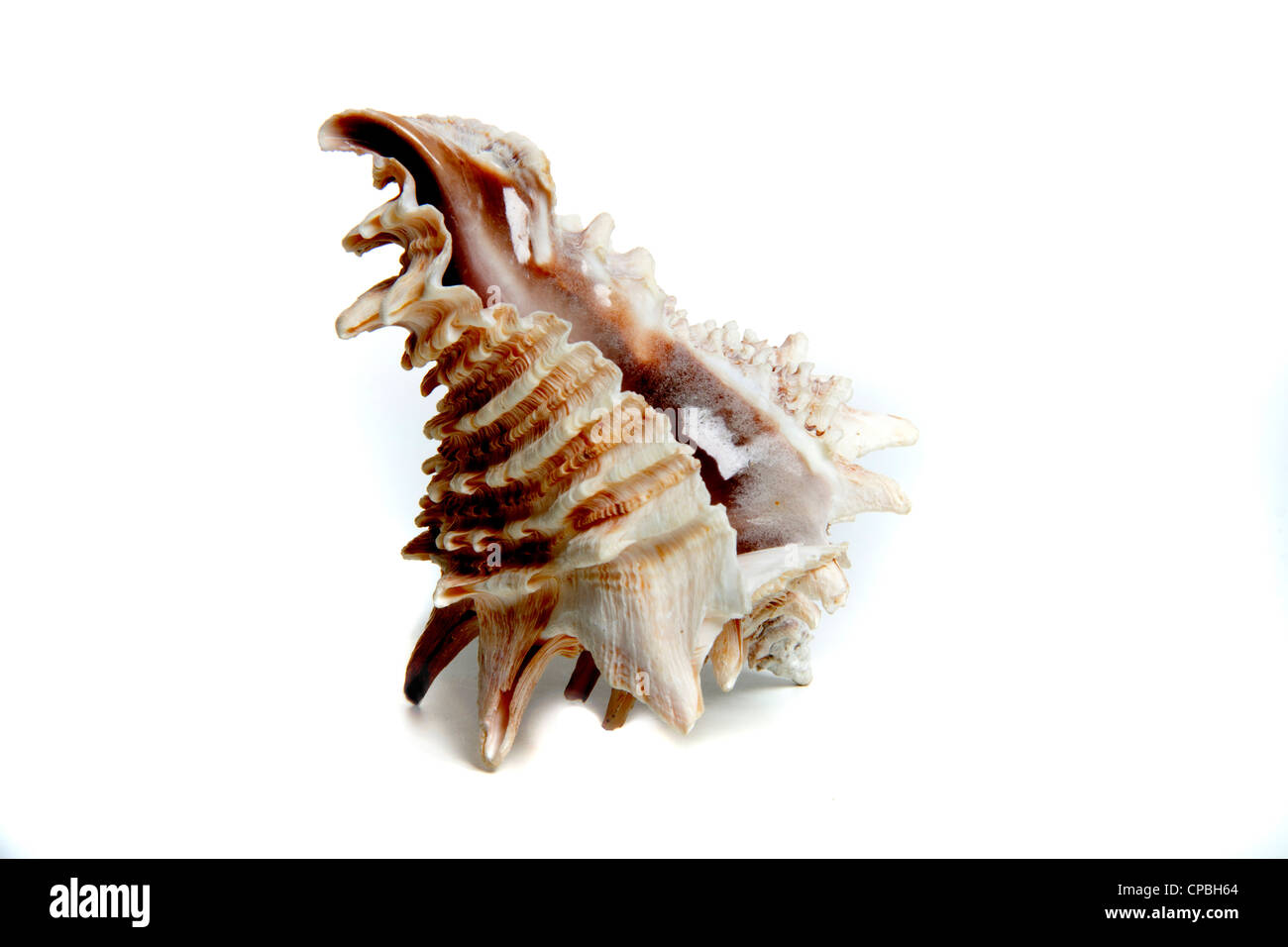 Marine sea shell in a studio setting against a white background Stock ...