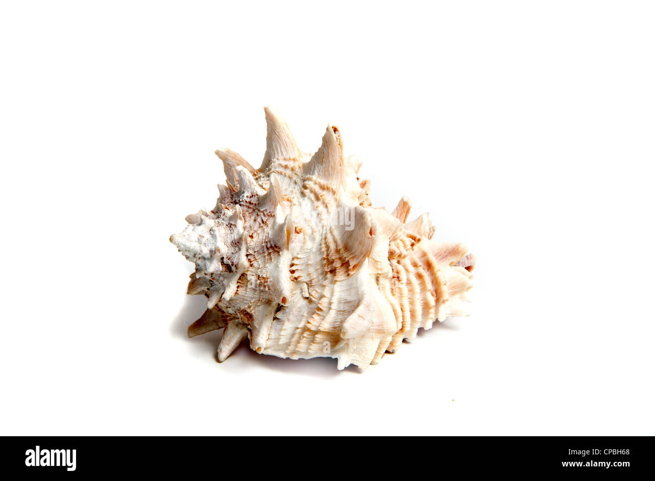 Calcareous marine organism hi-res stock photography and images - Alamy