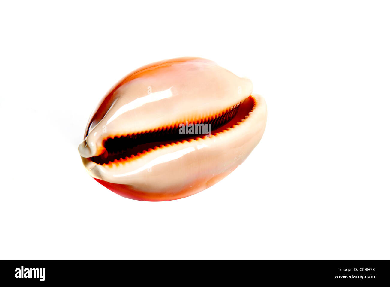 Marine sea shell in a studio setting against a white background Stock ...