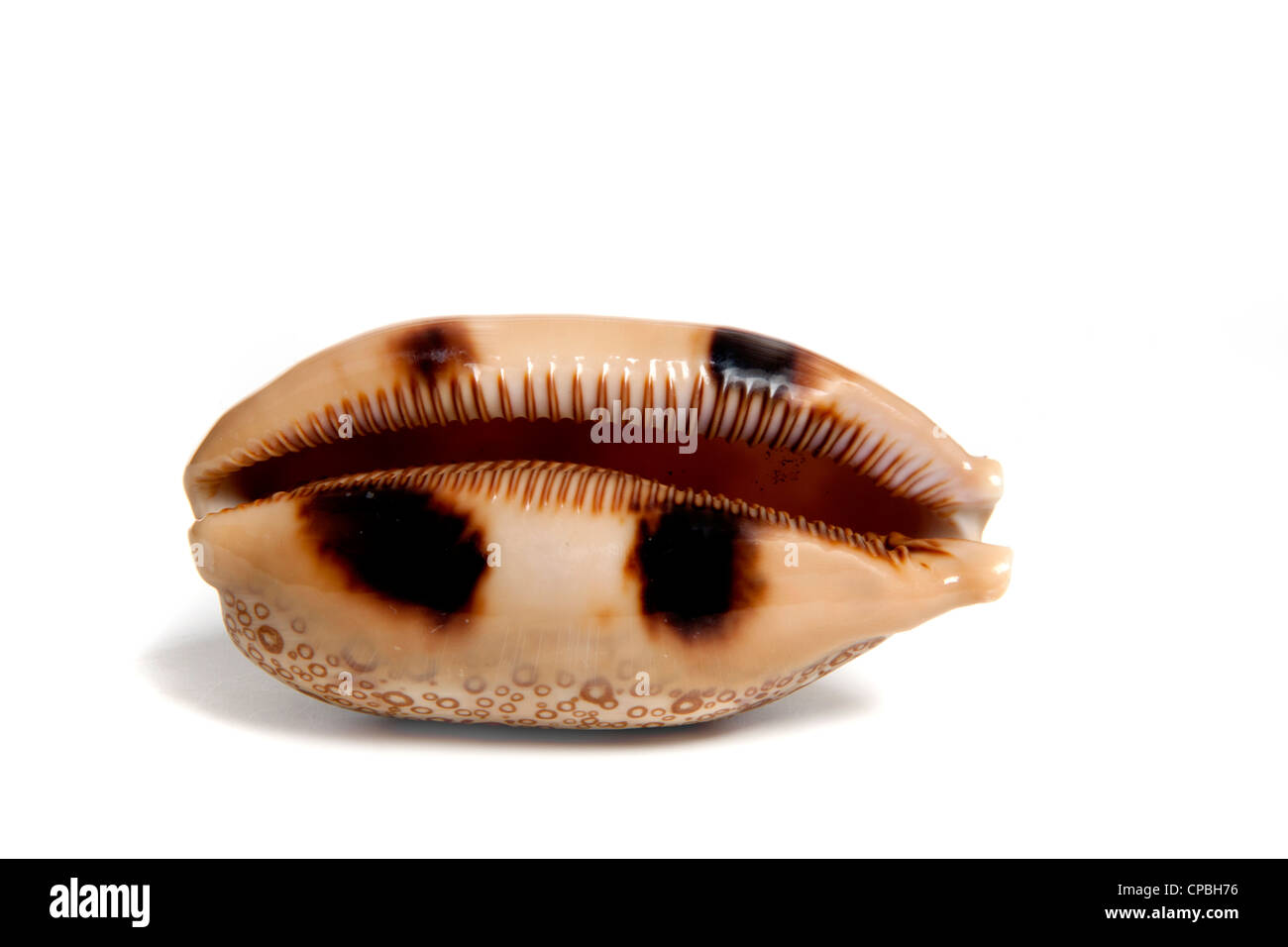 Marine sea shell in a studio setting against a white background Stock ...