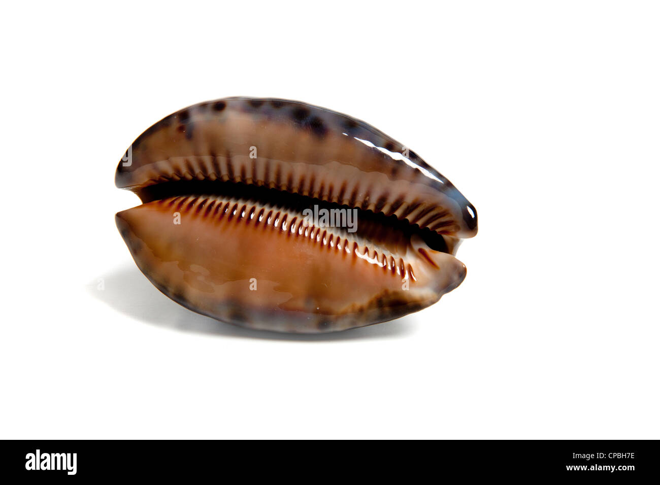 Marine sea shell in a studio setting against a white background Stock ...