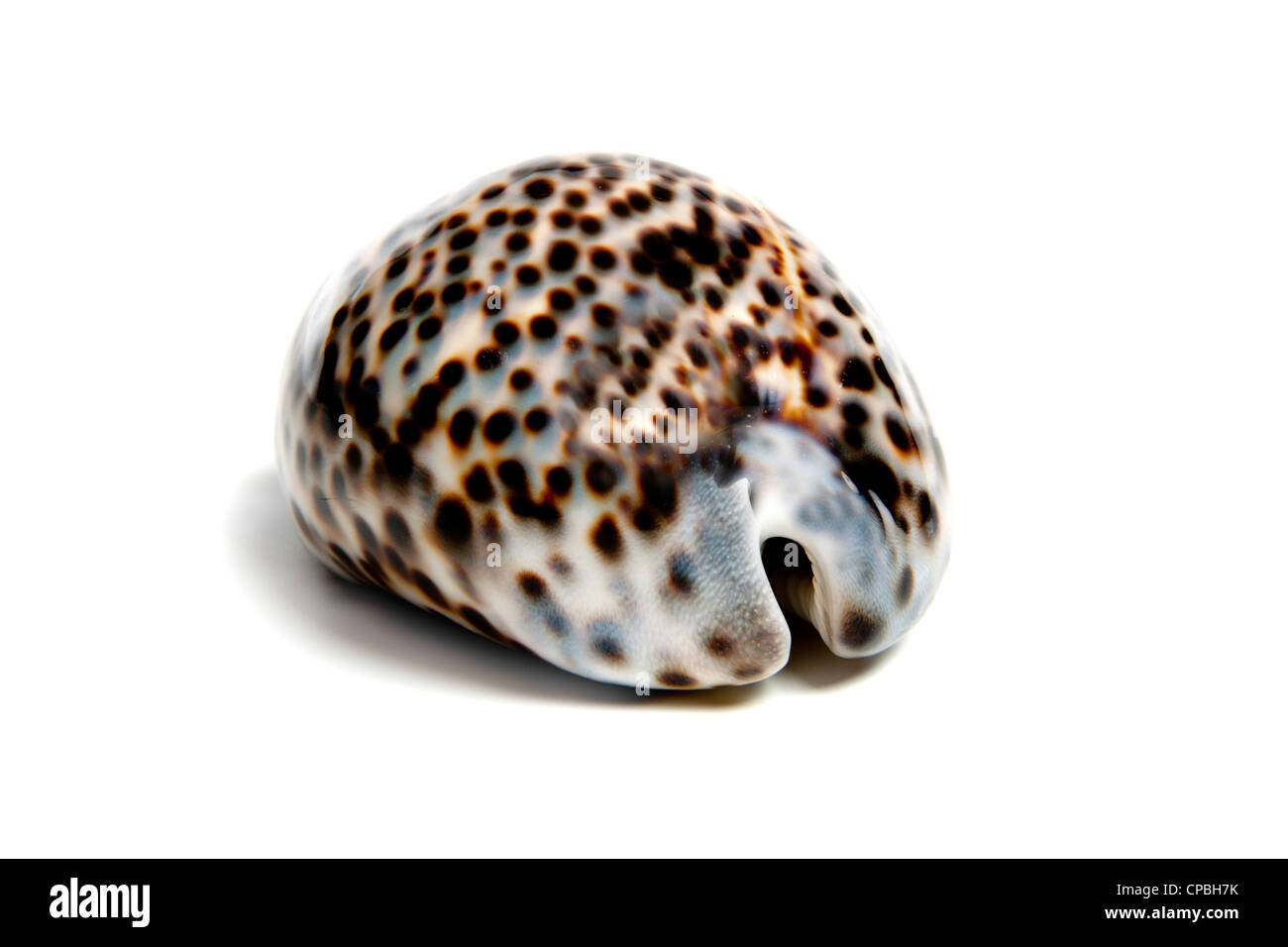 Marine sea shell in a studio setting against a white background Stock ...