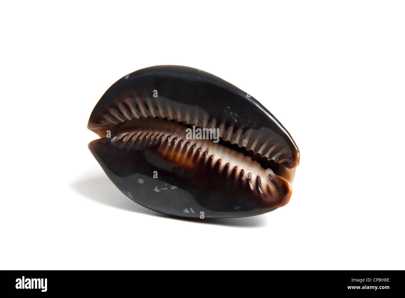 Marine sea shell in a studio setting against a white background Stock ...