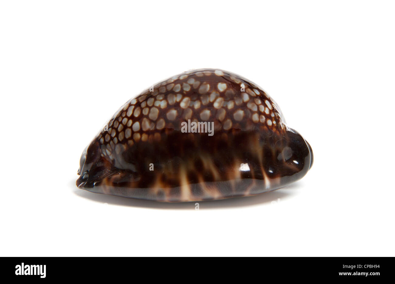 Marine sea shell in a studio setting against a white background Stock ...