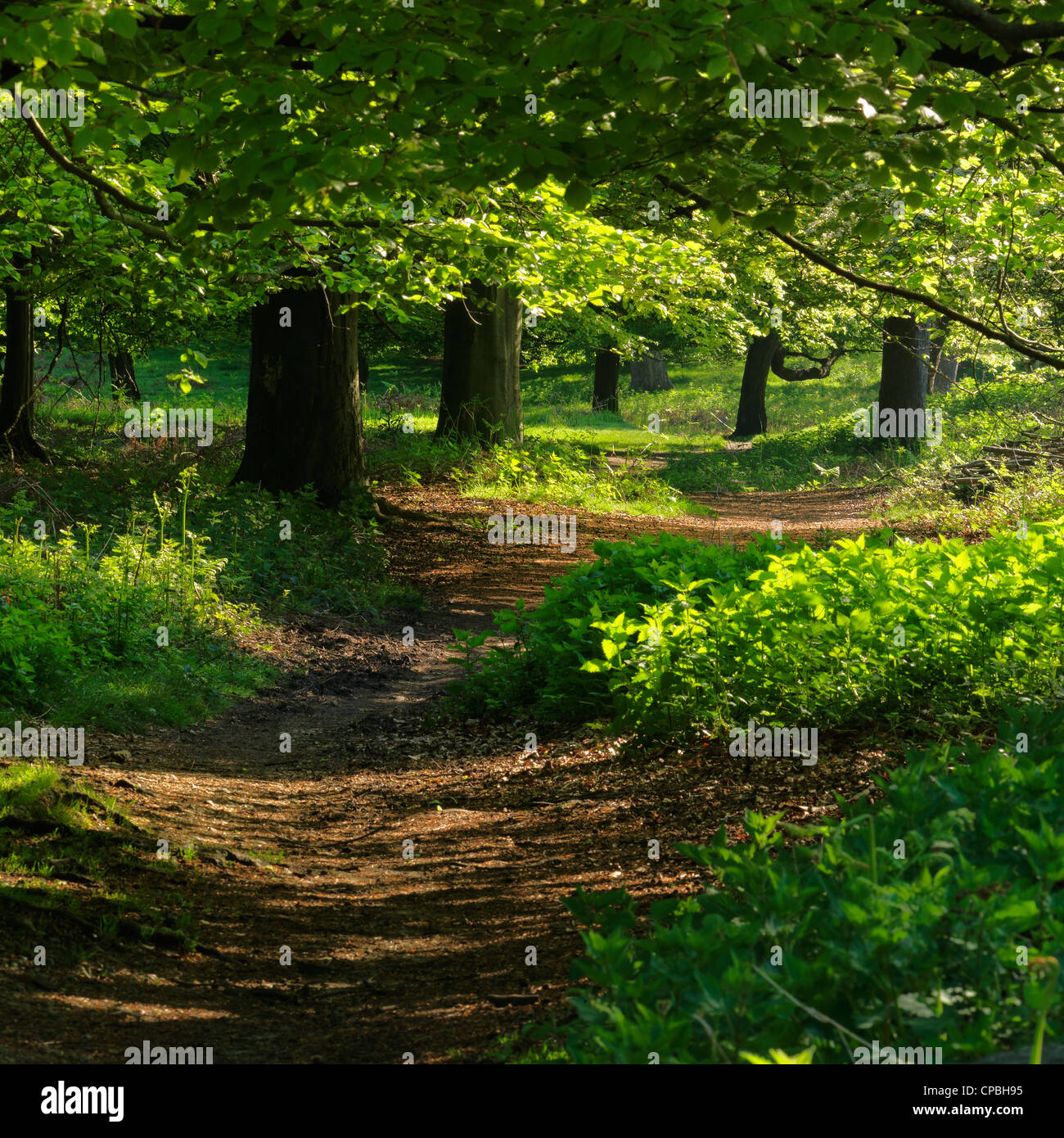 Winding path richmond park hi-res stock photography and images - Alamy
