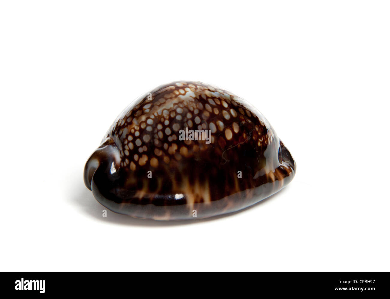 Marine sea shell in a studio setting against a white background Stock ...