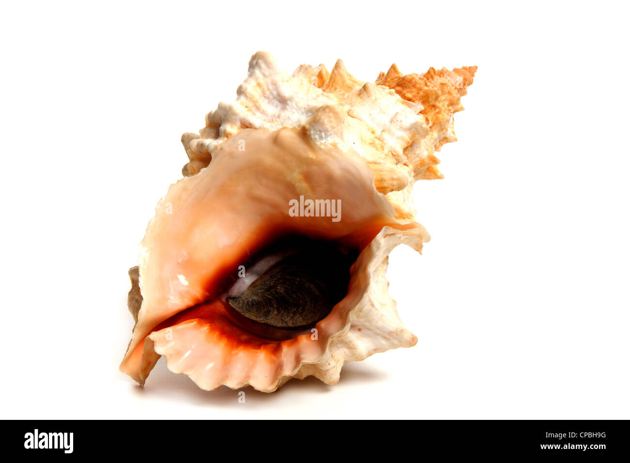 Marine sea shell in a studio setting against a white background Stock ...