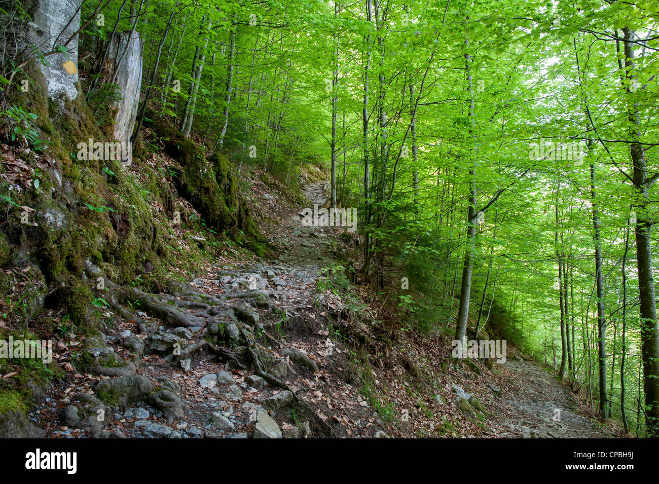 Hiking trail in fresh spring forest Stock Photo - Alamy