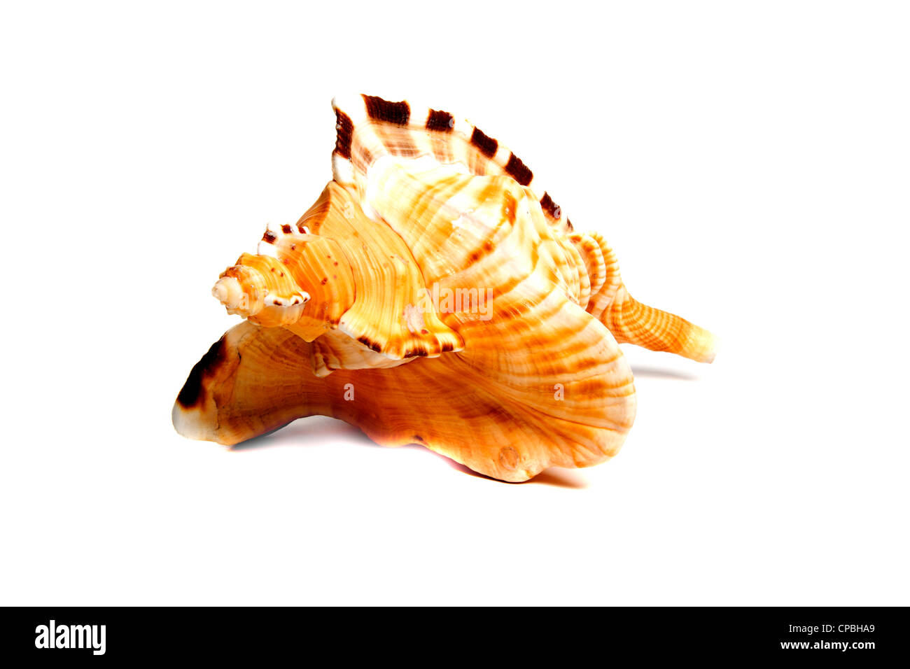 Marine sea shell in a studio setting against a white background Stock ...