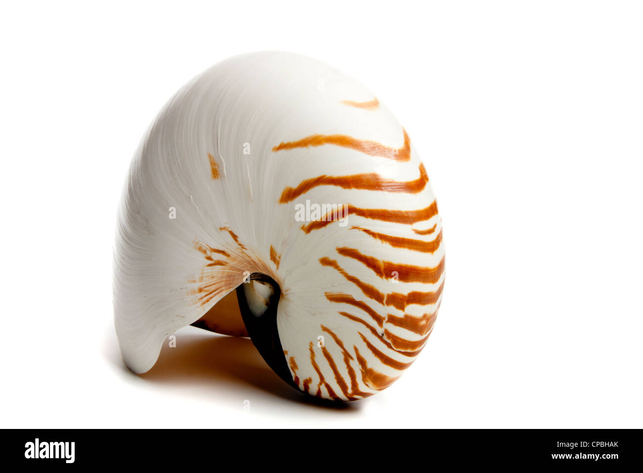 Marine sea shell in a studio setting against a white background Stock ...