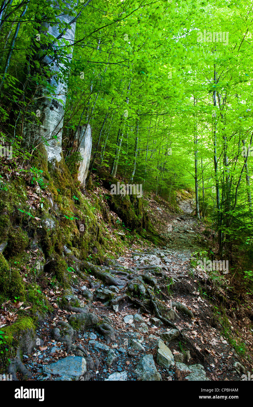 Hiking forest trail spring hi-res stock photography and images - Alamy