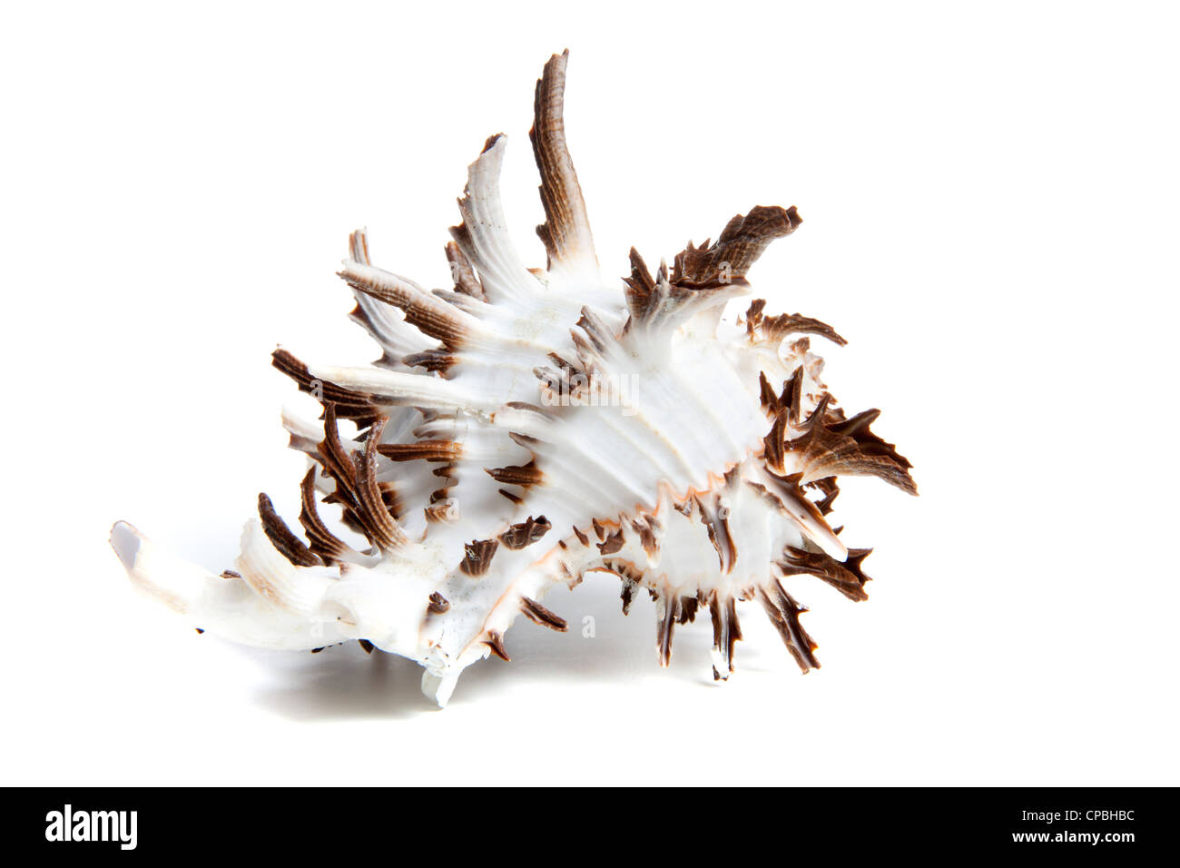 Marine sea shell in a studio setting against a white background Stock ...