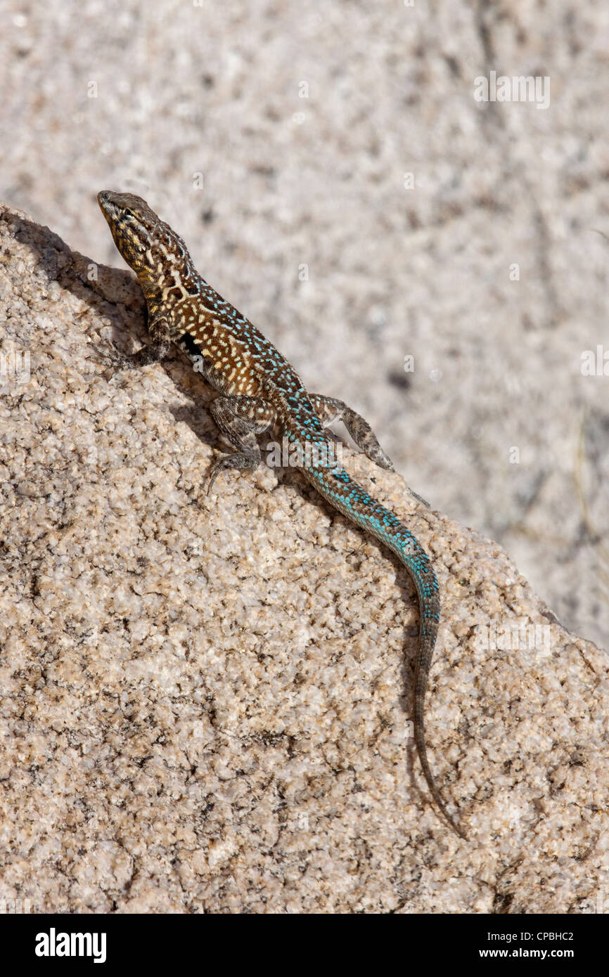 Common Side-blotched Lizard Uta stansburiana Tucson, Pima County ...