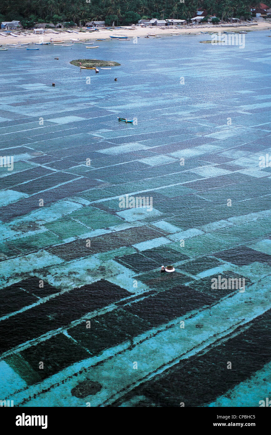 Seaweed farm aerial hi-res stock photography and images - Alamy