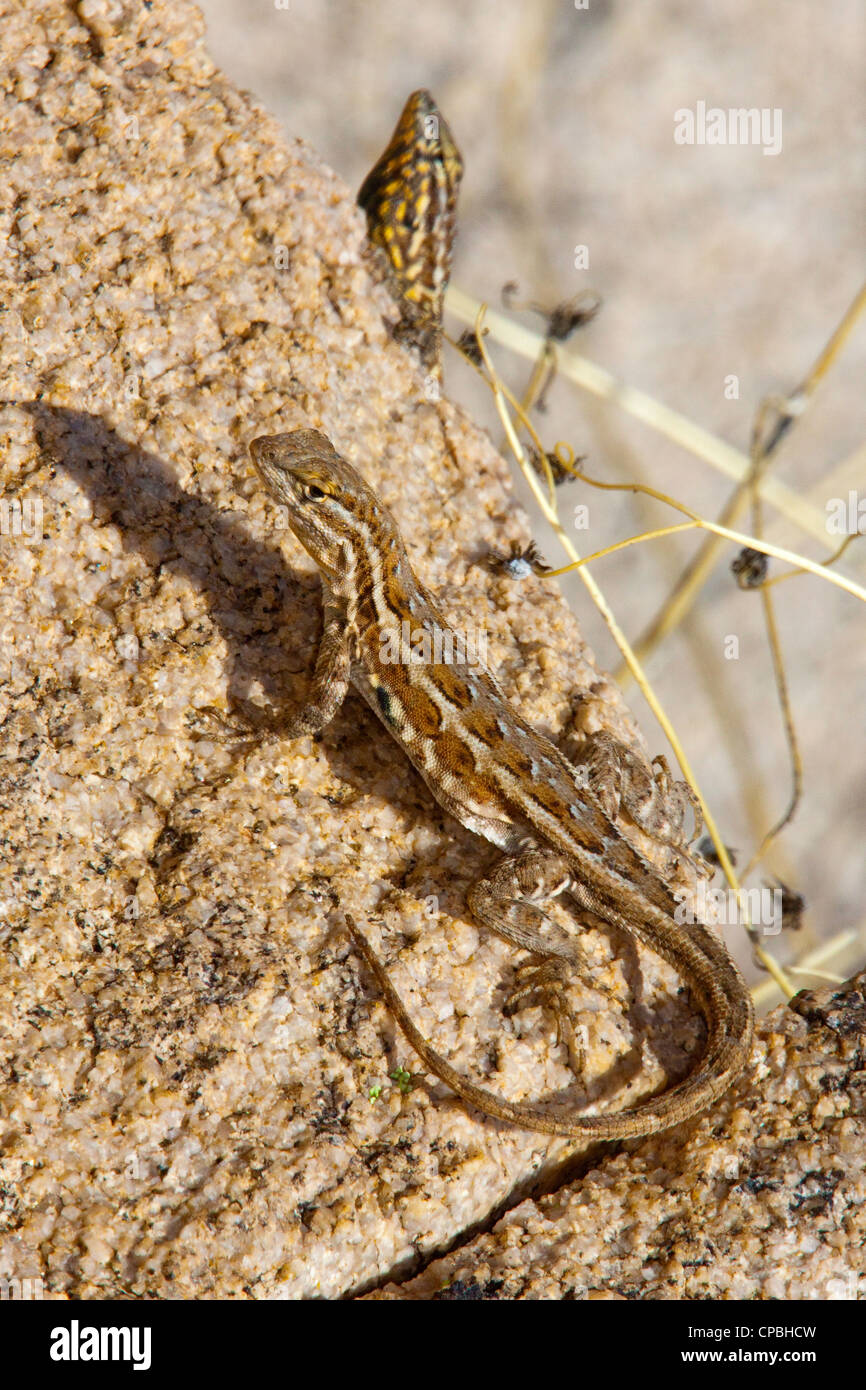 Female Side Blotched Lizard