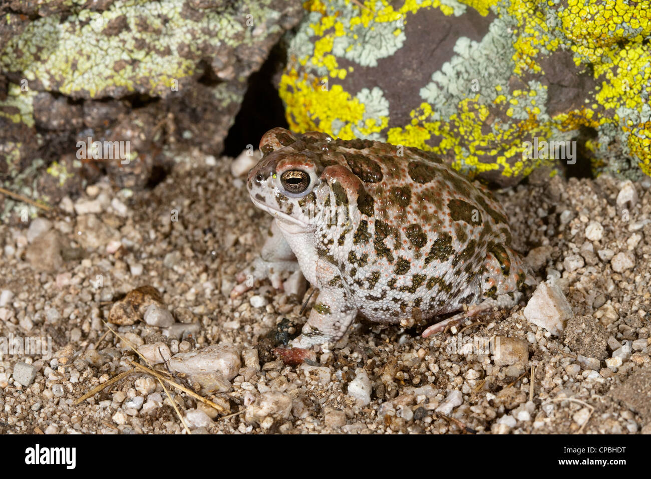 Great Plains Toad Anaxyrus cognatus Tucson, Pima County, Arizona ...