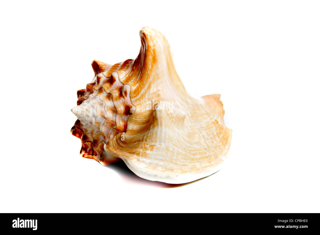 Marine sea shell in a studio setting against a white background Stock ...