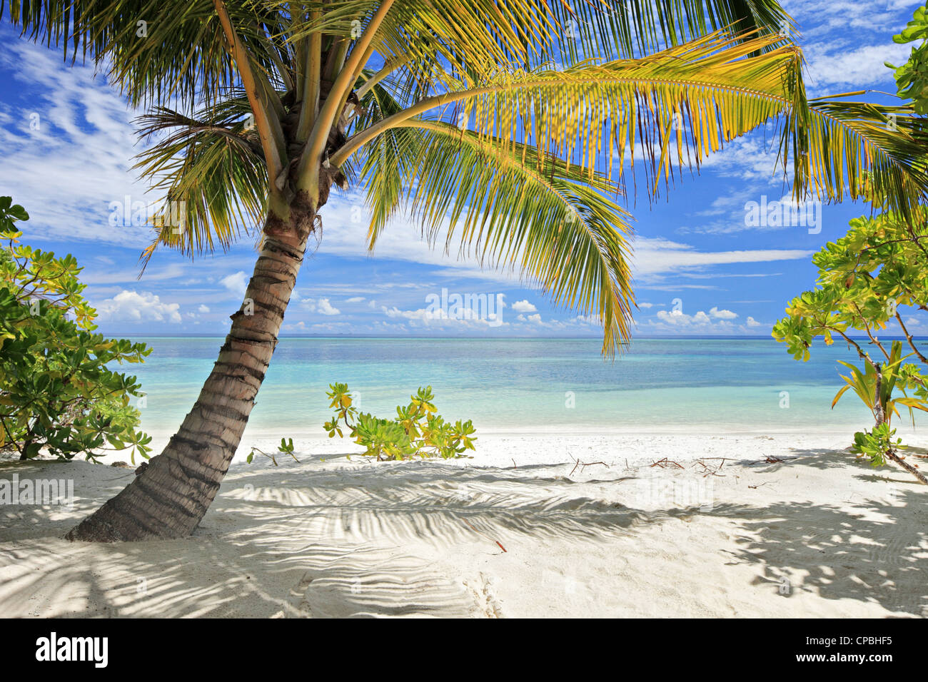 Beach Scene With Palm Tree