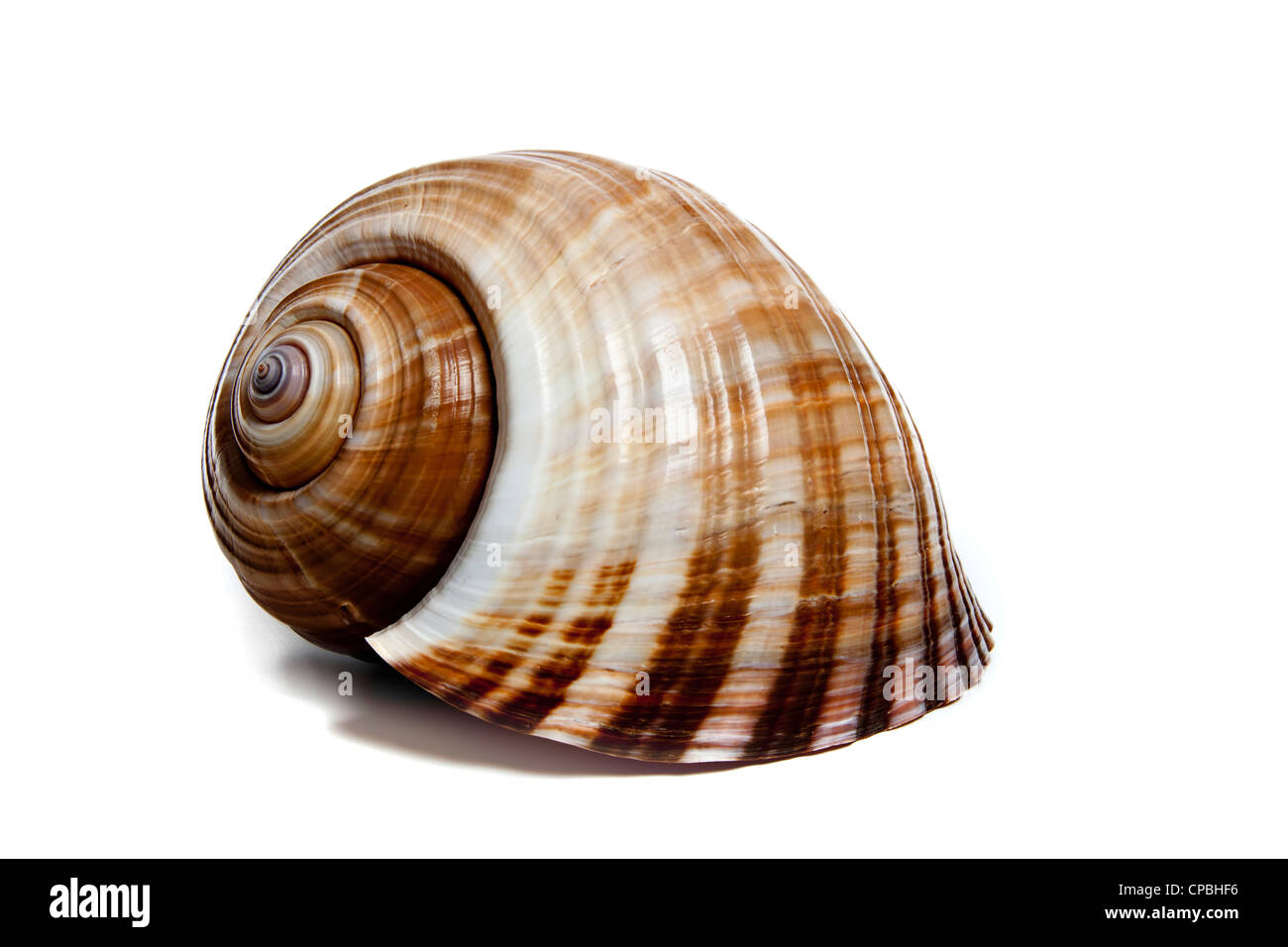 Marine sea shell in a studio setting against a white background Stock ...