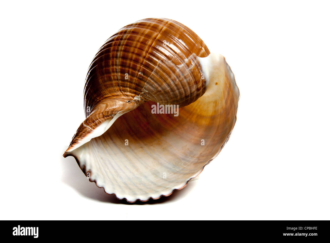 Tonna Shells High Resolution Stock Photography and Images - Alamy