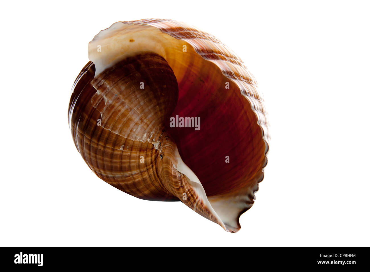 Marine sea shell in a studio setting against a white background Stock ...